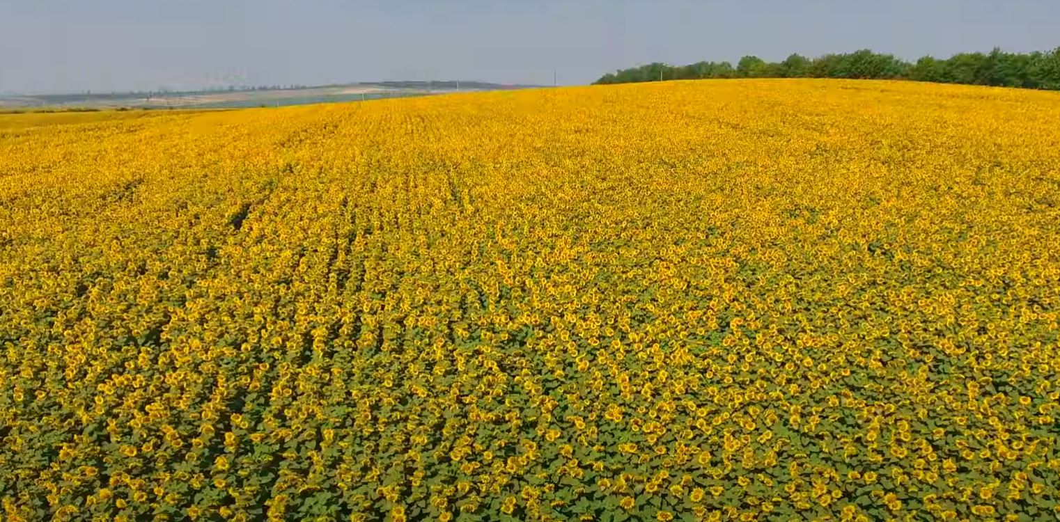 The Sunflower: Ukraine's Golden Treasure